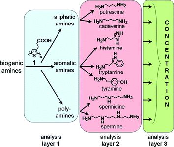 Biogenic amines; Amines, Biogenic