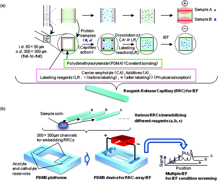 Isoelectric focusing; Electrofocusing