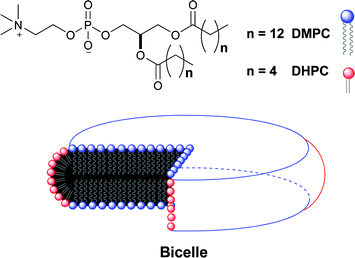 3D structures of membrane-associated small molecules as determined in isotropic bicelles ...