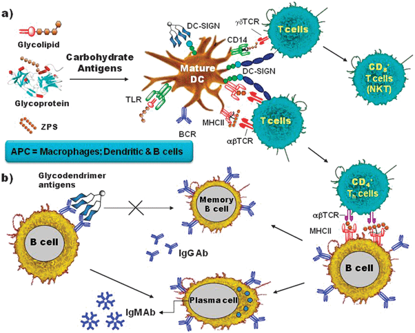 Antigens, tumor-associated, carbohydrate; Antigens, Carbohydrate, Tumor ... Antigens, tumor-associated, carbohydrate; Antigens, Carbohydrate, Tumor ...