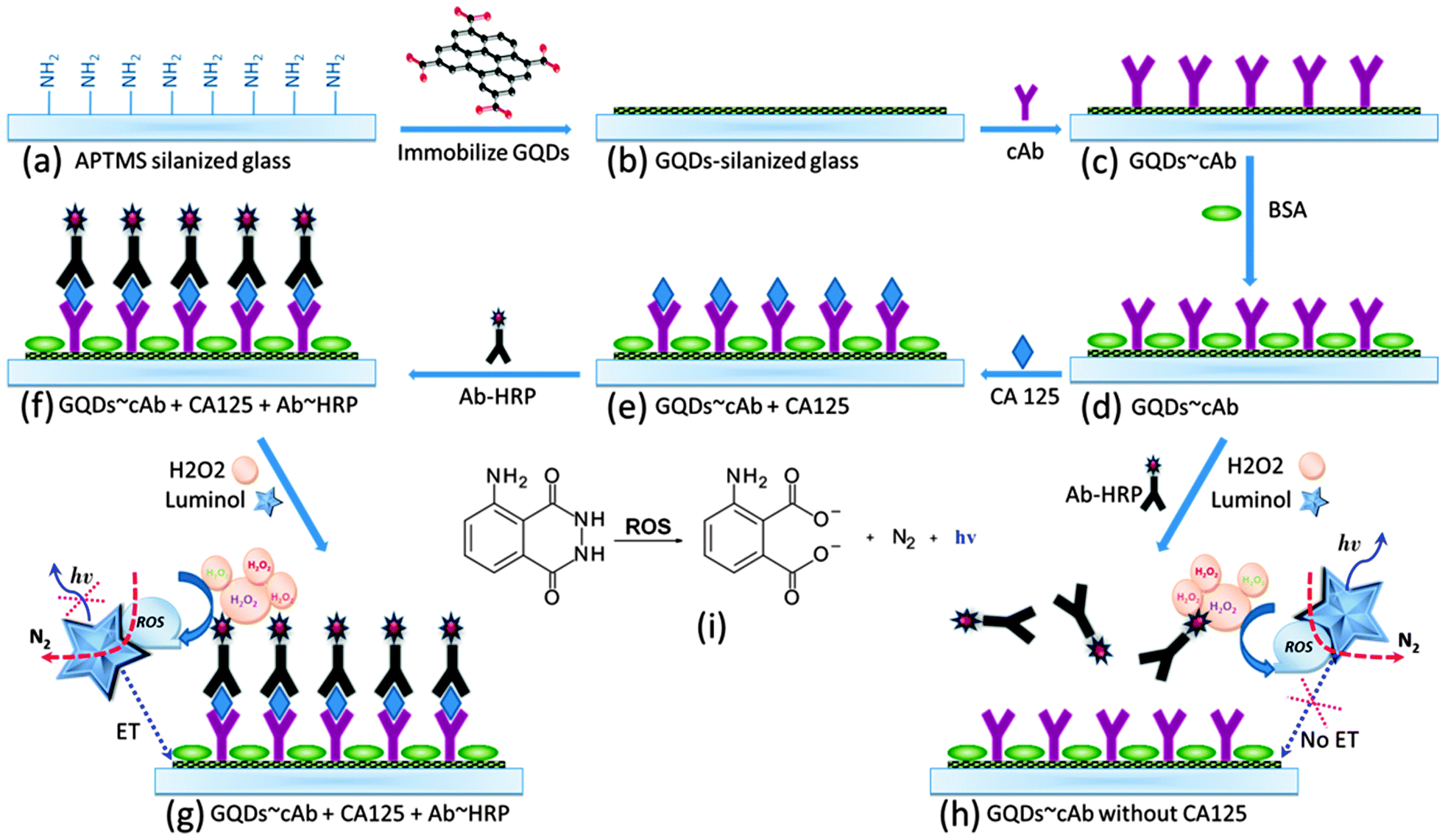 Detection Of The Ovarian Cancer Biomarker Ca 125 Using
