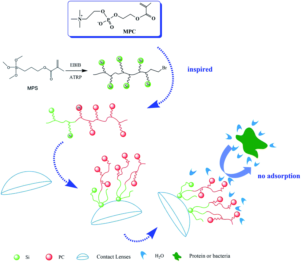 Anti Biofouling Contact Lenses Bearing Surface Immobilized Layers Of Zwitterionic Polymer By One