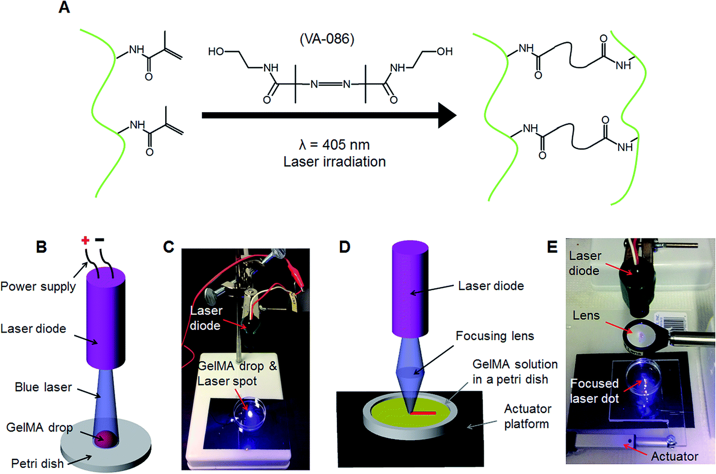 An ultrafast hydrogel photocrosslinking method for direct laser bioprinting - RSC Advances (RSC ...