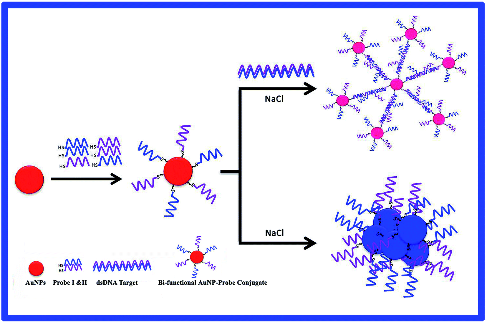 DNA templated self-assembly of gold nanoparticle clusters in the colorimetric detection of plant ...