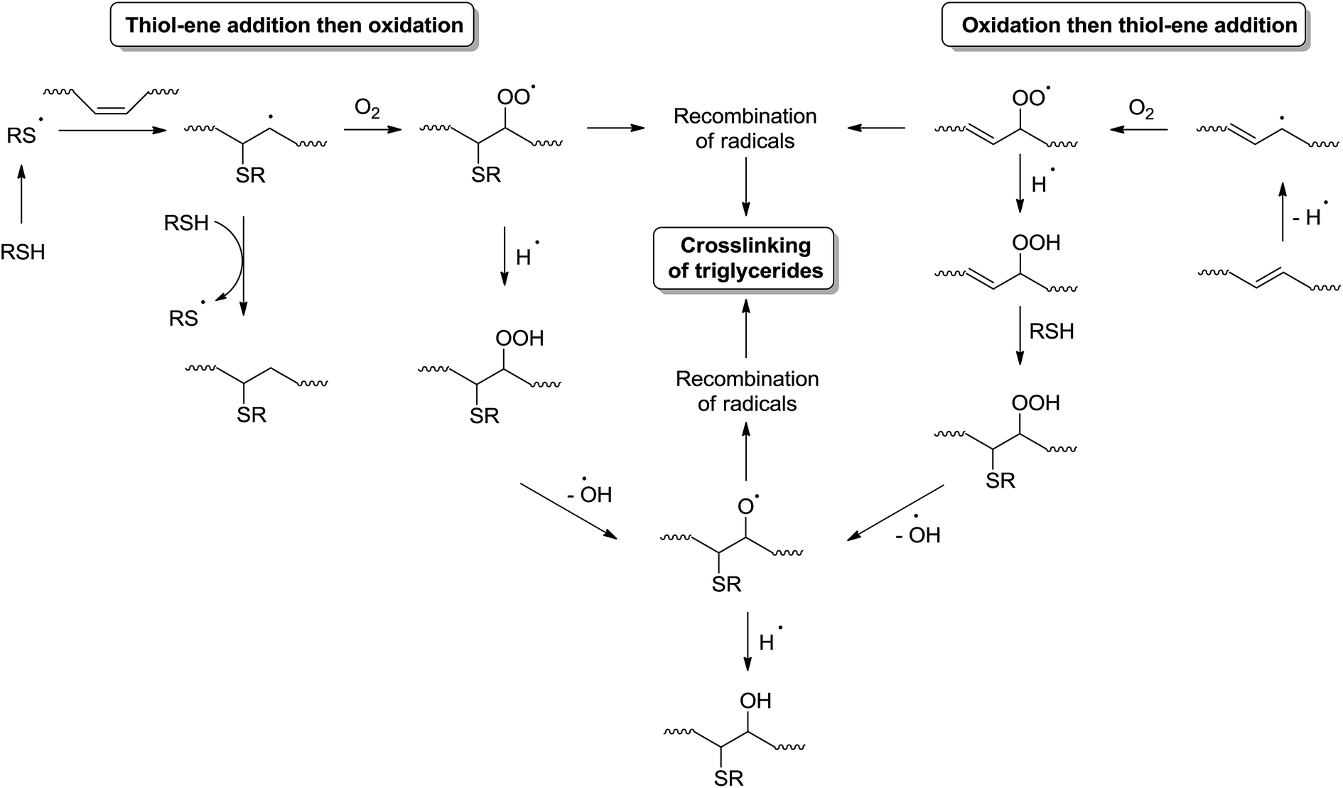Thiol Ene Chemistry Of Vegetable Oils And Their Derivatives Under Uv
