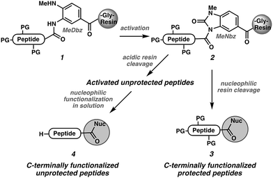 Epimerization-free access to C-terminal cysteine peptide acids, carboxamides, secondary amides ...