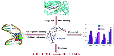 Water-soluble DNA minor groove binders as potential chemotherapeutic agents: synthesis ...
