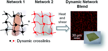 Mixing the immiscible: blends of dynamic polymer networks - RSC ...