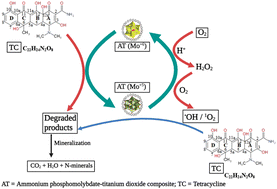 Ammonium phosphomolybdate–titanium dioxide composite material as a ...