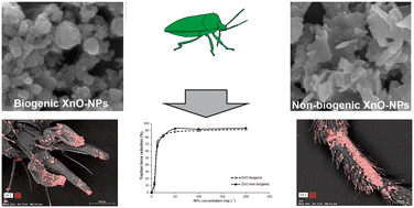 Reduction in insect attachment ability by biogenic and non-biogenic ZnO ...