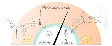 Polymorph driven diversification of photosalient responses in a zinc(ii ...