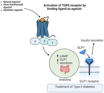 Recent advancements in the structural exploration of TGR5 agonists for ...