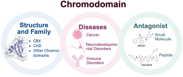 Epigenetic reader chromodomain as a potential therapeutic target - RSC ...