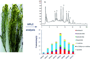 Simultaneous quantification of six sesquiterpene lactones and a ...