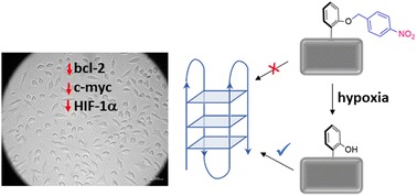 Downregulation of gene expression in hypoxic cancer cells by an ...