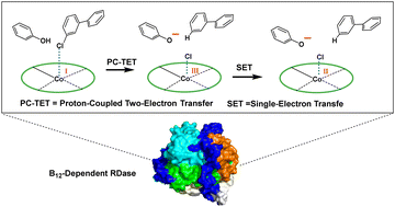 Mechanistic insight into the Dehalococcoides-mediated reductive ...