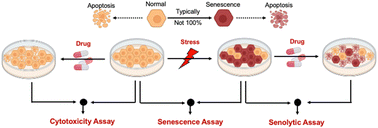In vitro senescence and senolytic functional assays - Biomaterials ...