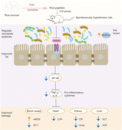 Antihypertensive effects of rice peptides involve intestinal microbiome ...