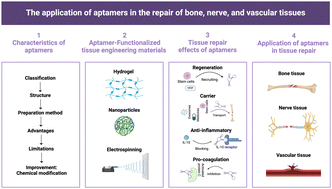 The application of aptamers in the repair of bone, nerve, and vascular ...