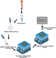 A paper-based loop-mediated isothermal amplification assay coupled with ...