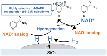 Highly selective 1,4-NADH regeneration via hydrogenated NAD+ analogs using a Pt/SiO2 catalyst ...