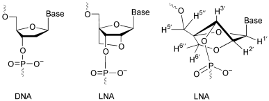 A comparison of the solution structures of an LNA:DNA duplex and the ...