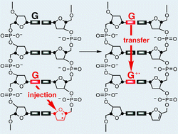 Recent developments of charge injection and charge transfer in DNA ...