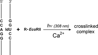 Iodouracil-mediated photocrosslinking of DNA to EcoRII restriction ...