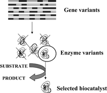 Directed evolution of enzymes for product chemistry - Natural Product ...