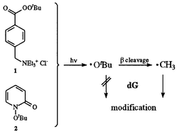 Photobiological model studies on perester and pyridone tert-butoxyl ...