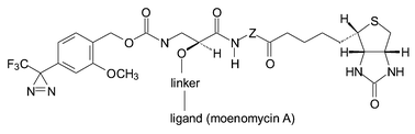 Isoserine-based biotinylated photoaffinity probes that interact with ...