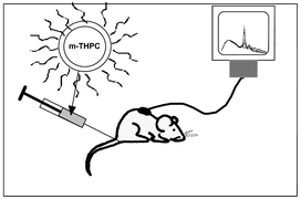 Biodistribution of meta-tetra(hydroxyphenyl)chlorin incorporated into ...