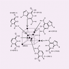 A parity code interpretation of nucleotide alphabet composition ...