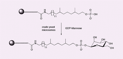 Enzymatic synthesis of β-mannosyl phosphates on solid support ...