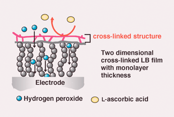 Permselective monolayer membrane based on two-dimensional cross-linked ...