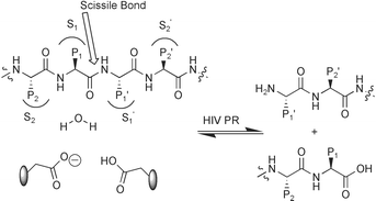HIV-1 protease: mechanism and drug discovery - Organic & Biomolecular ...
