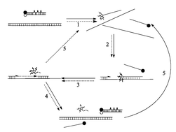 Use of duplex probes simulating TaqMan to detect hepatitis B virus ...