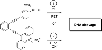 A novel concept to activate enediynes for DNA cleavage - Chemical ...