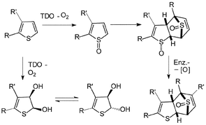Dioxygenase-catalysed oxidation of monosubstituted thiophenes ...