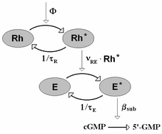 A step-by-step model of phototransduction cascade shows that Ca2 ...