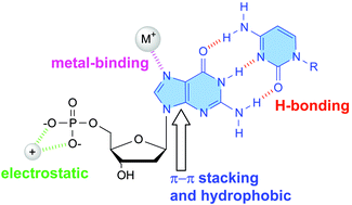 Nucleobases as supramolecular motifs - Chemical Society Reviews (RSC ...