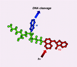 Photosensitized DNA cleavage promoted by amino acids - Chemical ...