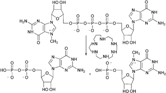 Macrocyclic amines as catalysts of the hydrolysis of the triphosphate ...