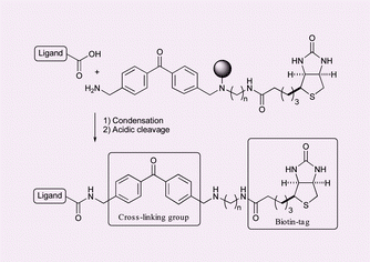 Solid-phase synthesis of photoaffinity probes: highly efficient ...