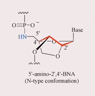 Synthesis and properties of a novel bridged nucleic acid with a P3′ → ...