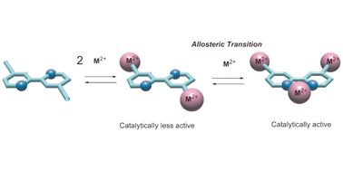 Metal ion induced allosteric transition in the catalytic activity of an ...