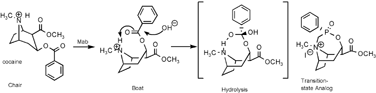 Substrate-assisted antibody catalysis - Organic & Biomolecular ...