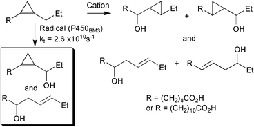 Cyclopropyl fatty acids implicate a radical but not a cation as an ...