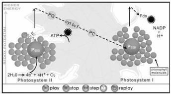 The digital photobiology compendium: perspectives on a web-based ...