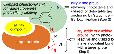 Novel bifunctional probe for radioisotope-free photoaffinity labeling ...